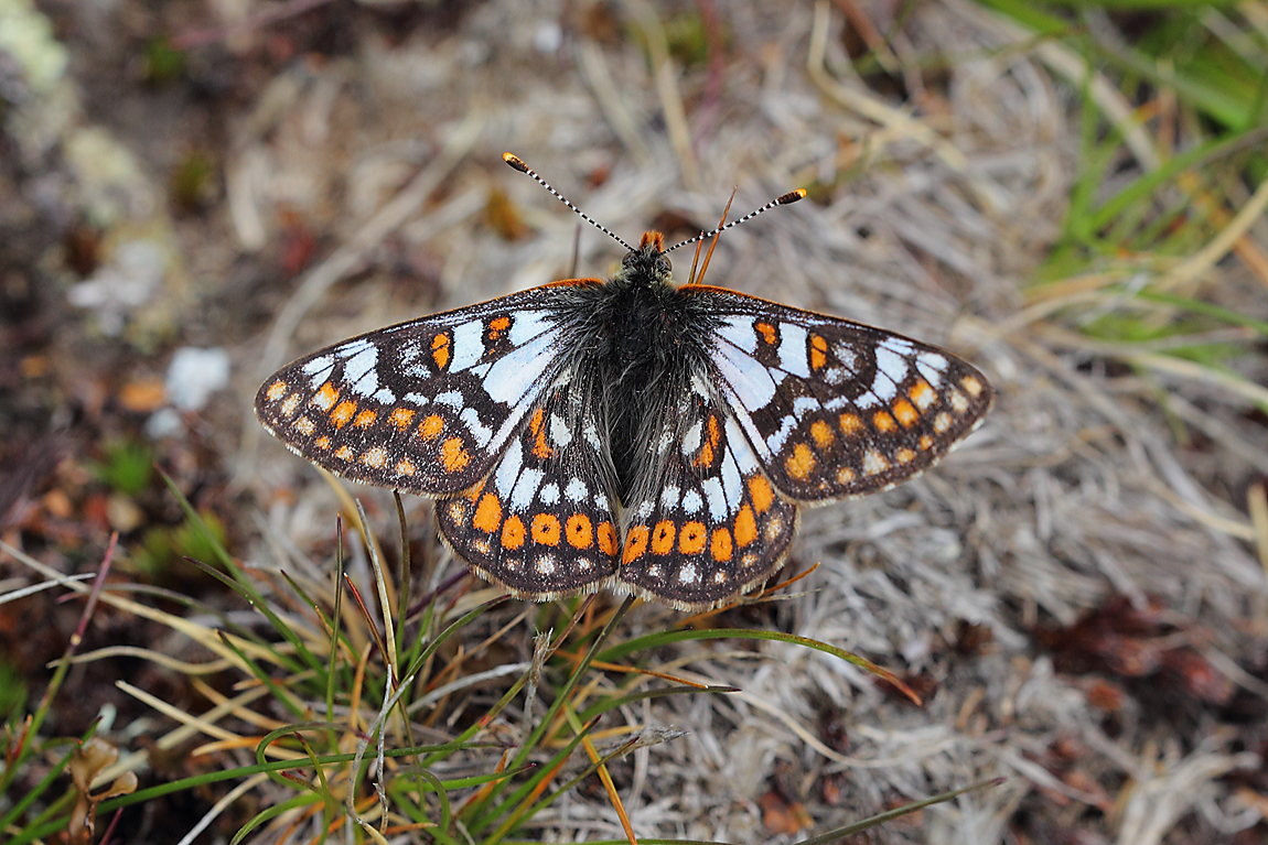European Butterfly Albums – tonydavisonphotography.com