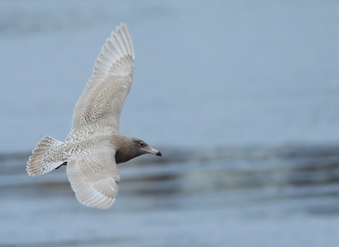 Arctic Gulls in Northumberland