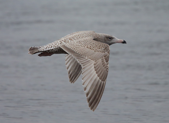 Arctic Gulls in Northumberland