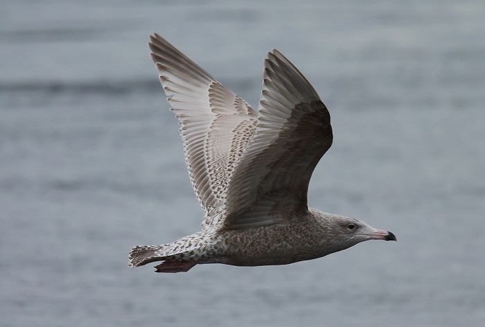 Arctic Gulls in Northumberland