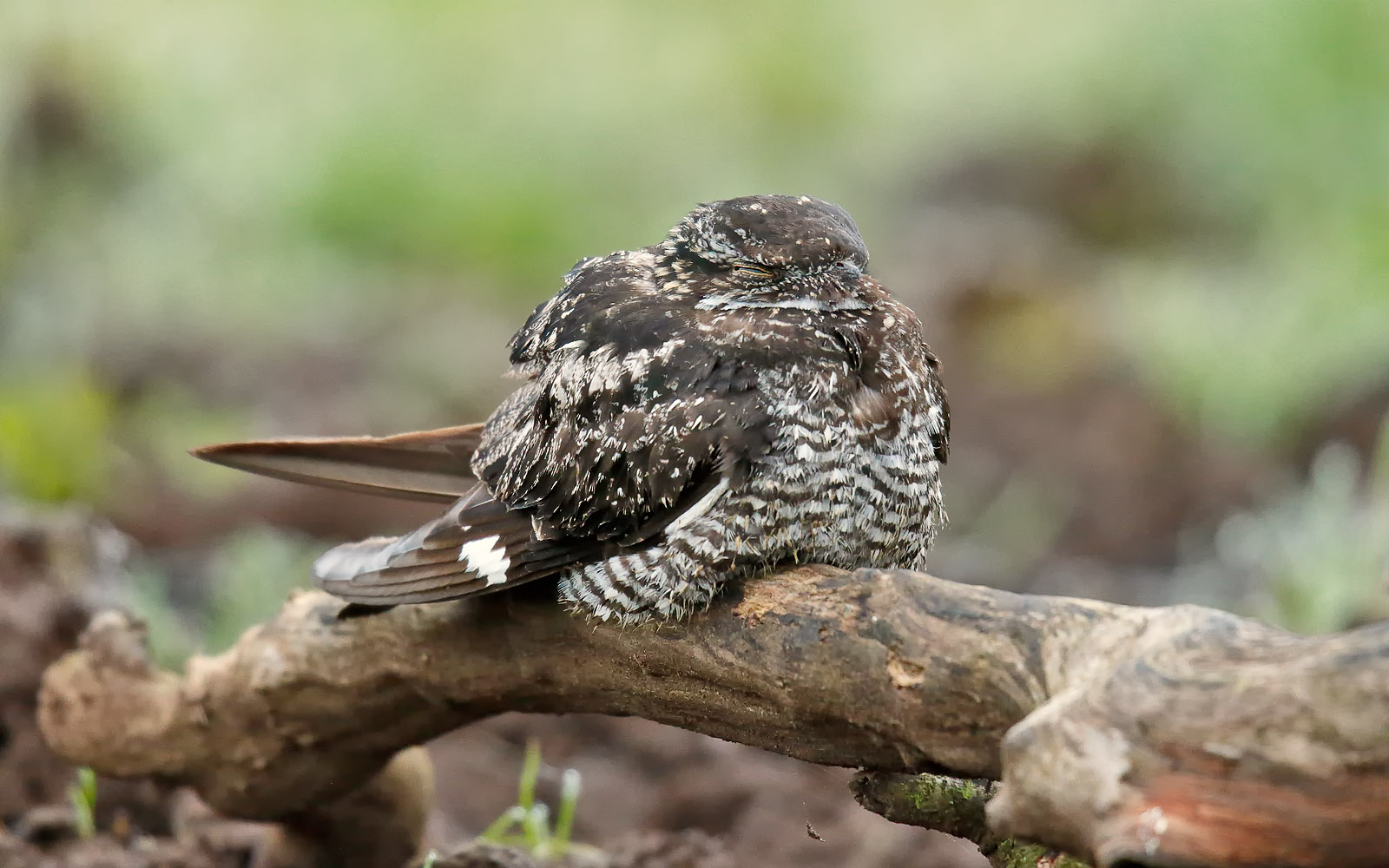 “Allo Allo” this is Nighthawk Calling….
