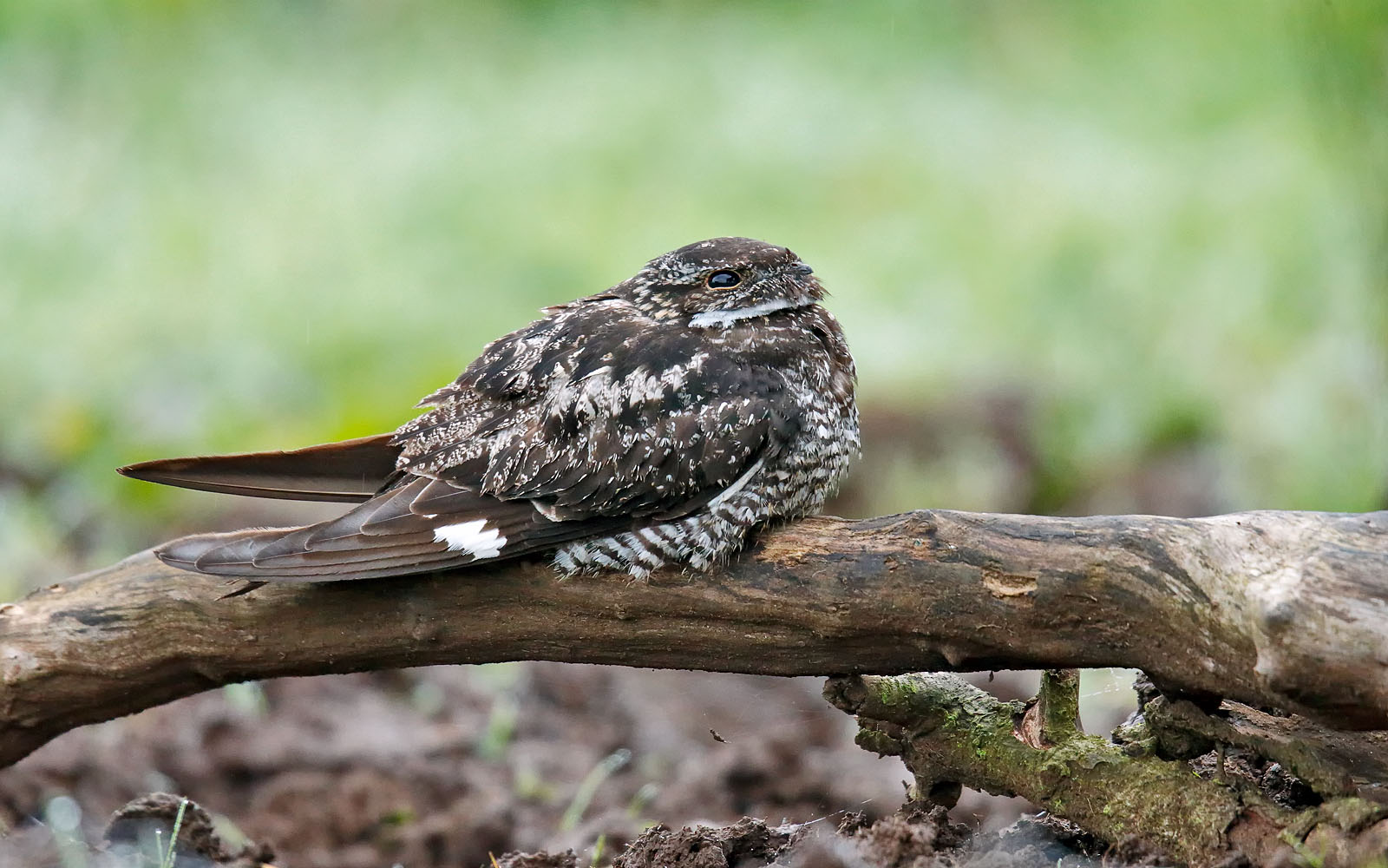 “Allo Allo” this is Nighthawk Calling….