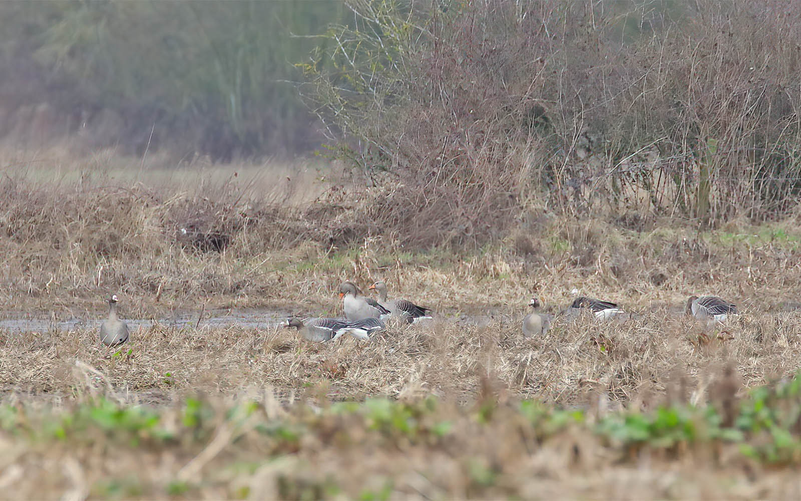 Russian Geese in the Trent Valley