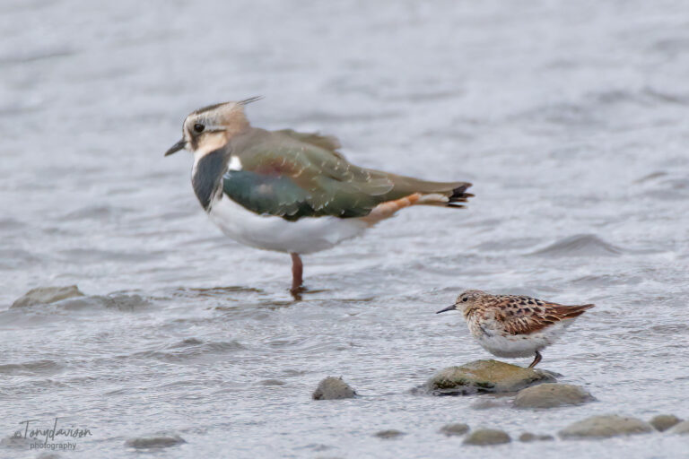 A rare wader from Asia – The Long-toed Stint – tonydavisonphotography.com