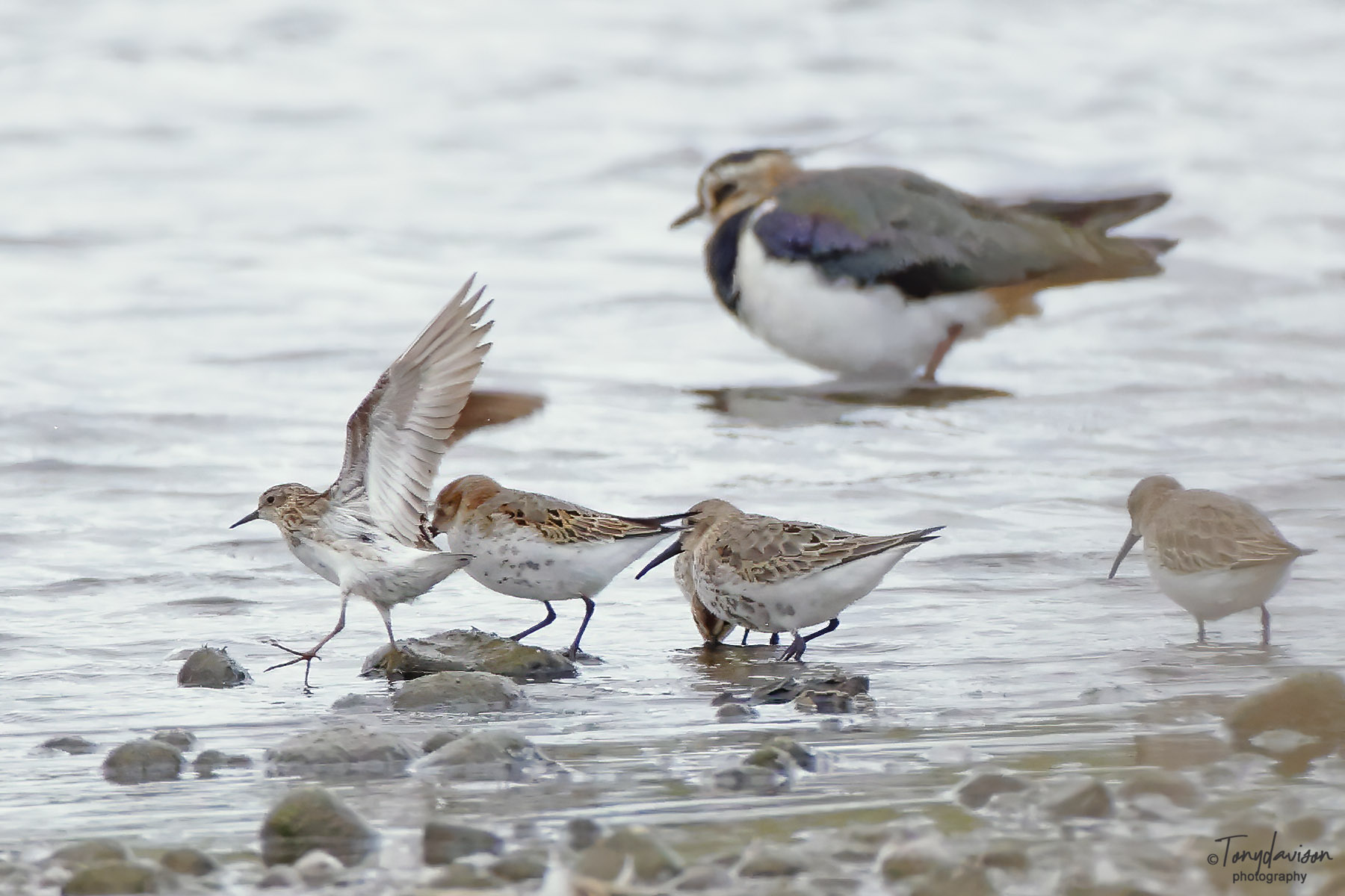 A rare wader from Asia – The Long-toed Stint