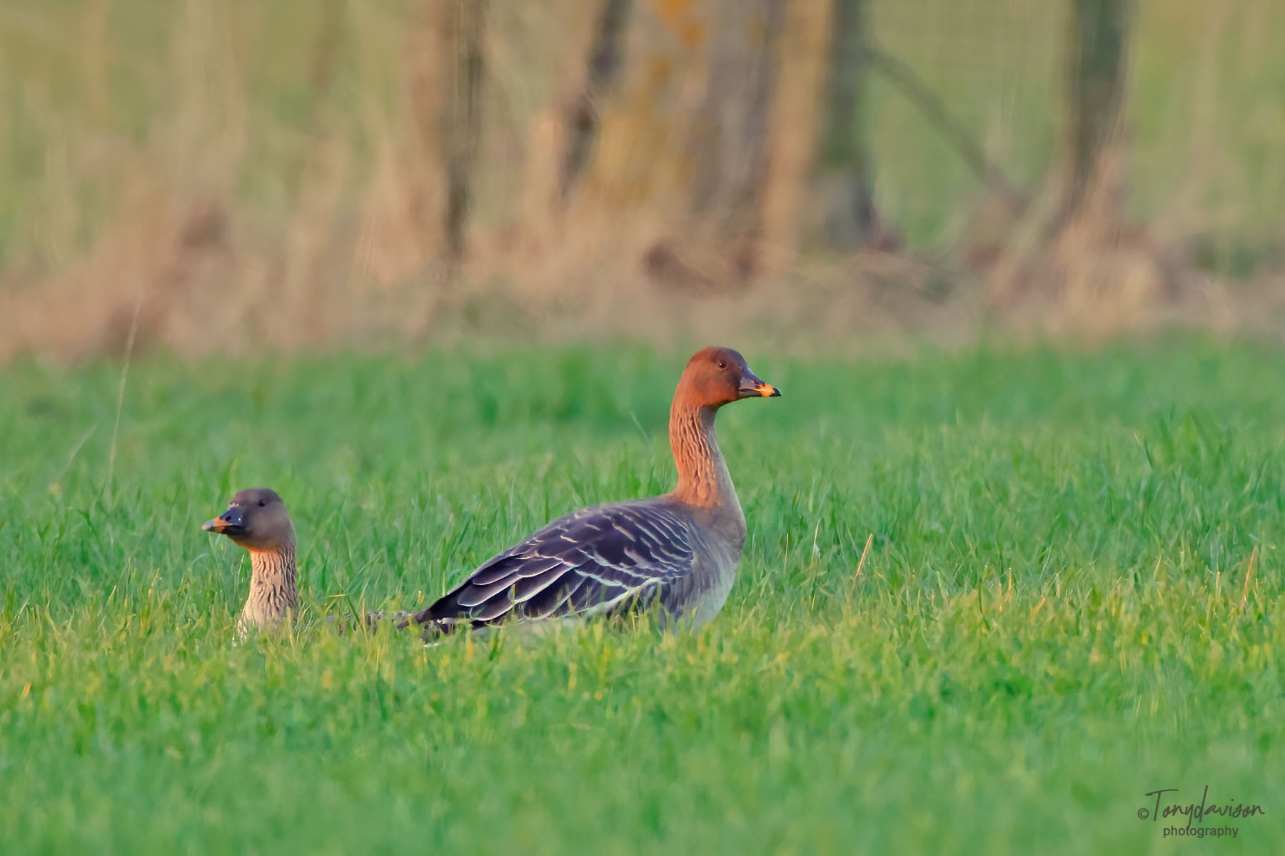 A rare goose close to home