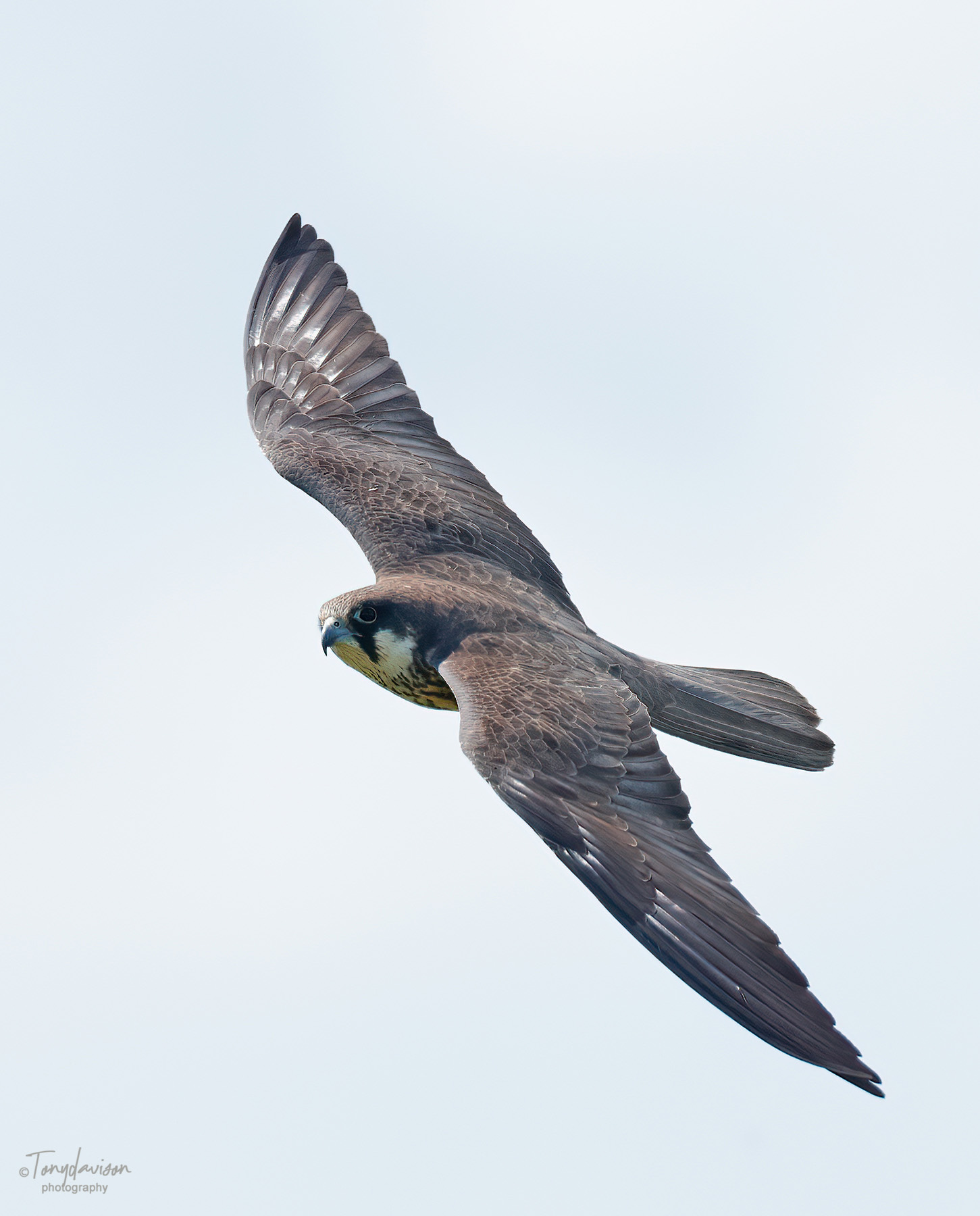 A Rare Falcon arrives in Kent