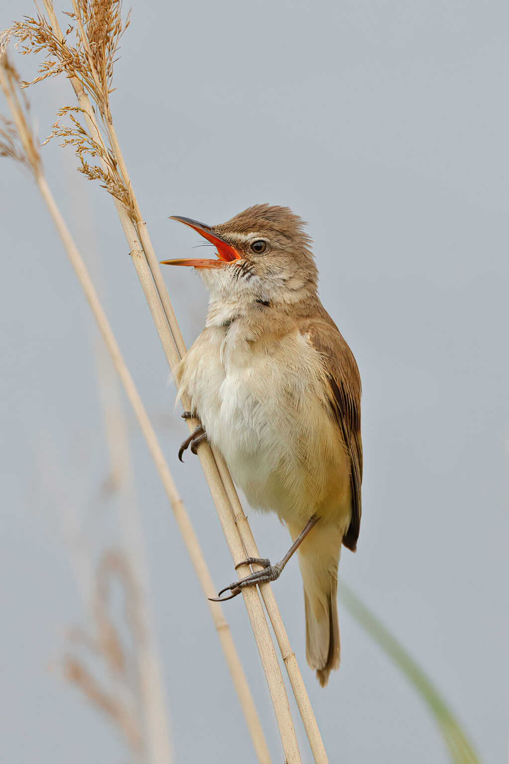 The Great Reed Warbler