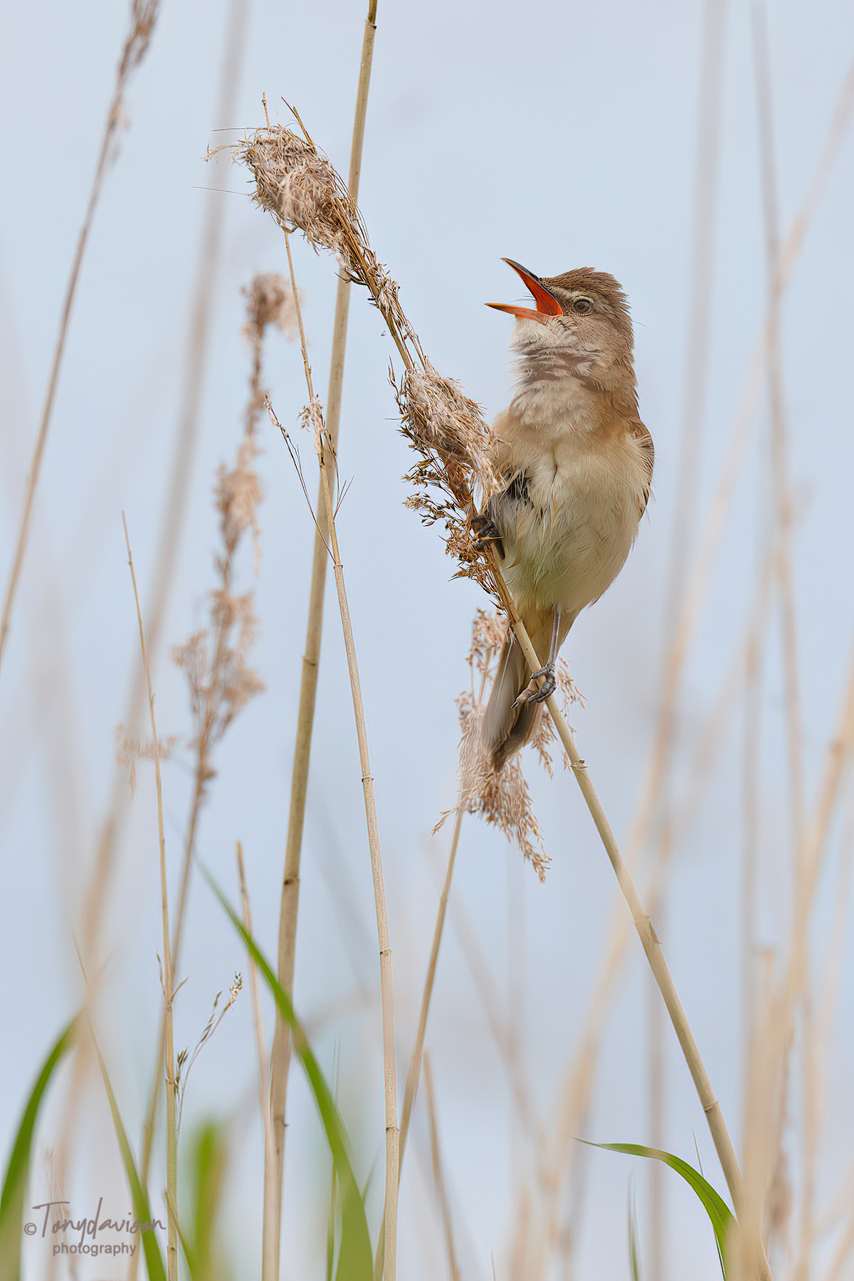 The Great Reed Warbler