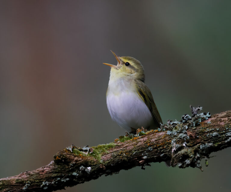 The Wood Warbler