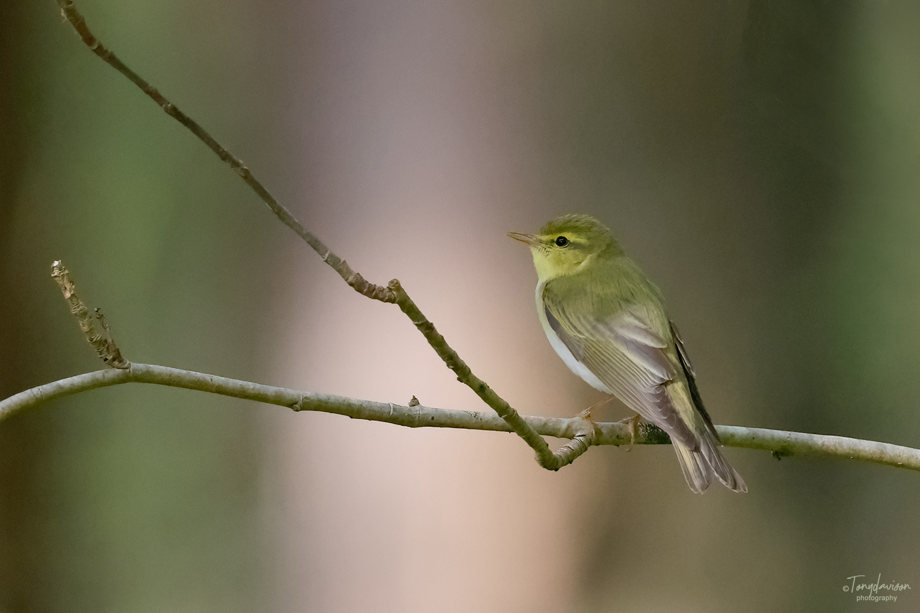 The Wood Warbler