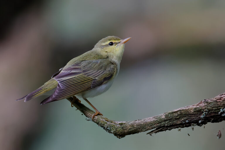 The Wood Warbler | tonydavisonphotography.com