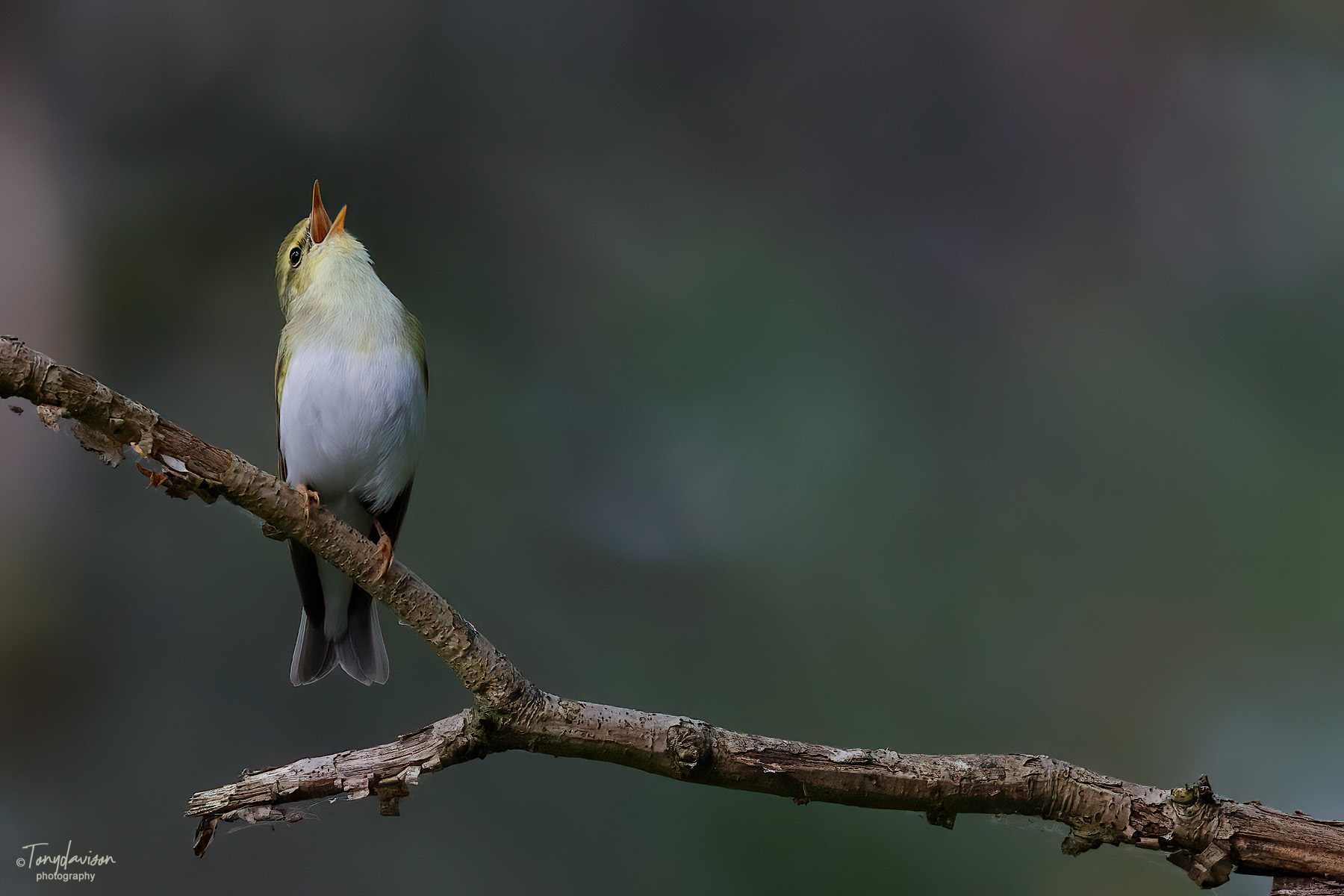 The Wood Warbler | tonydavisonphotography.com