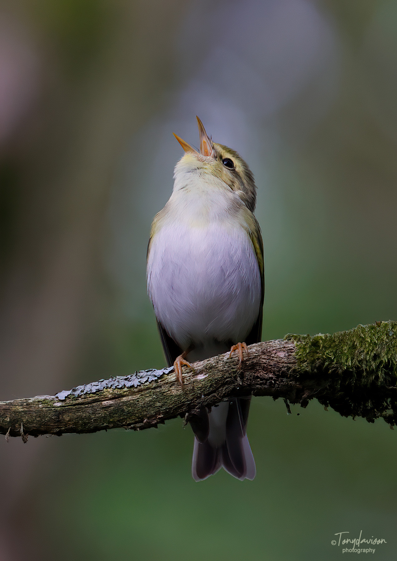 The Wood Warbler | tonydavisonphotography.com