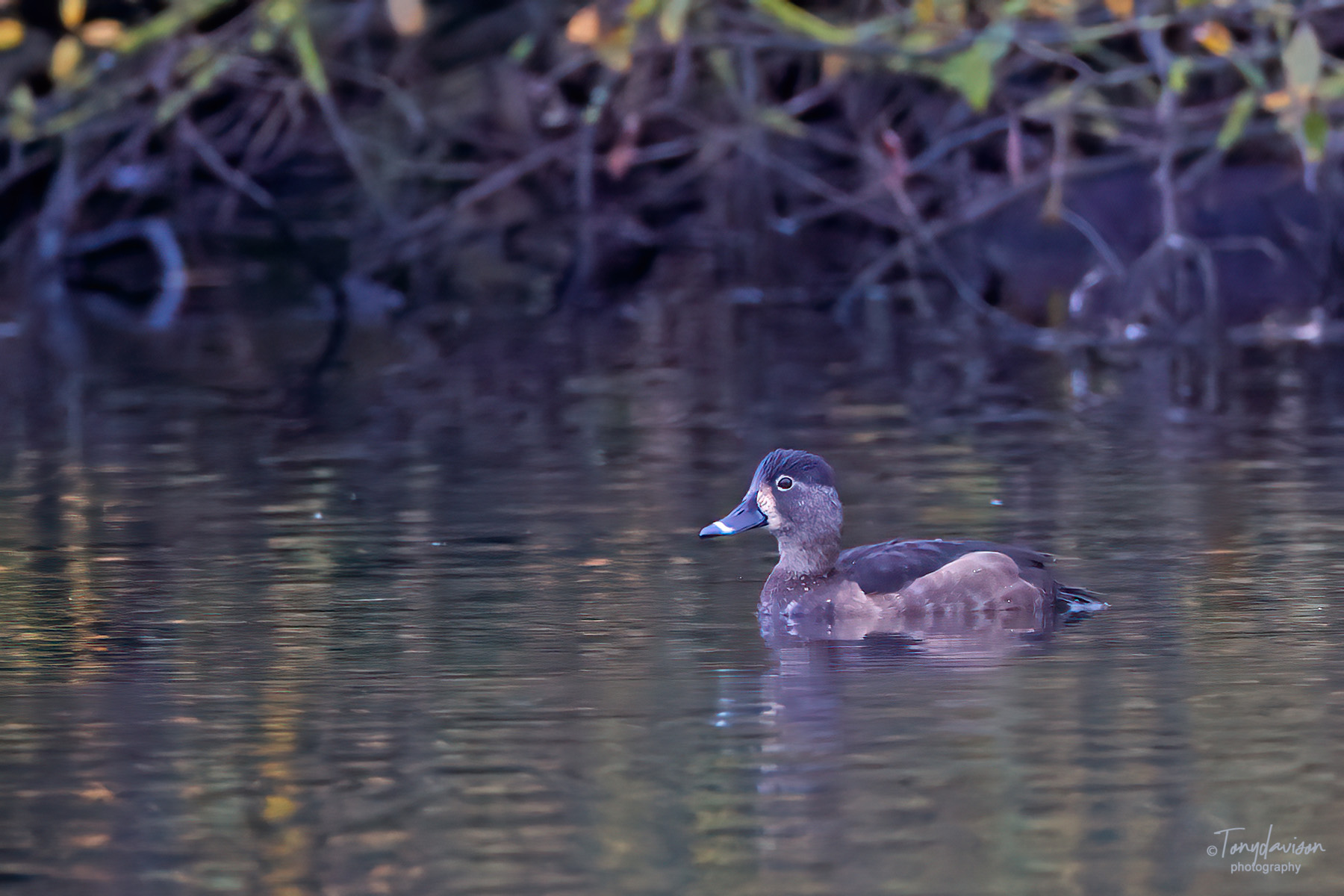 A Female Ring-necked Duck close to home.