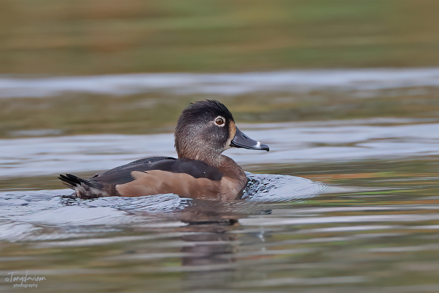 A Female Ring-necked Duck close to home.