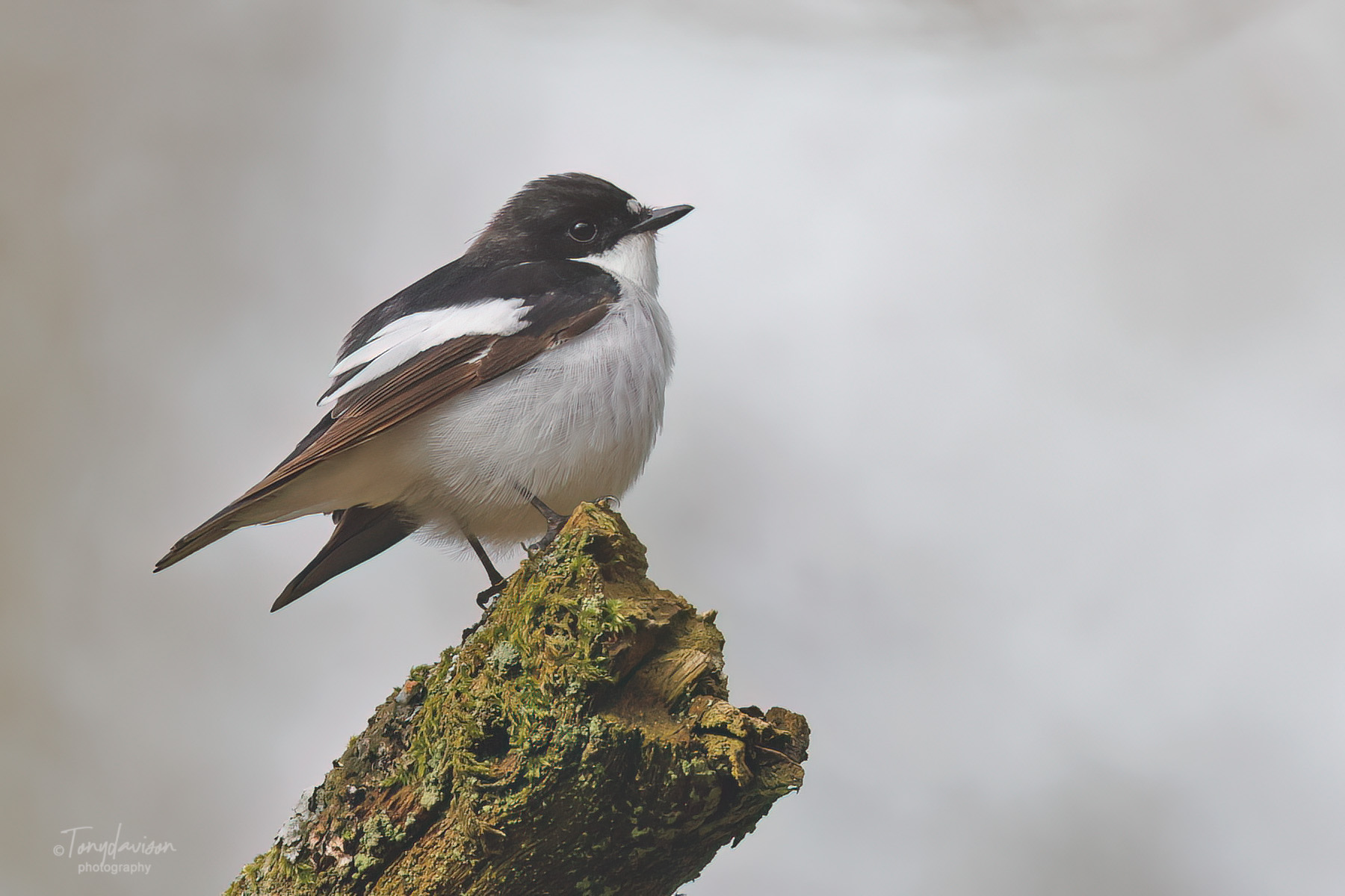 Pied Flycatcher in the Derbyshire Peak District