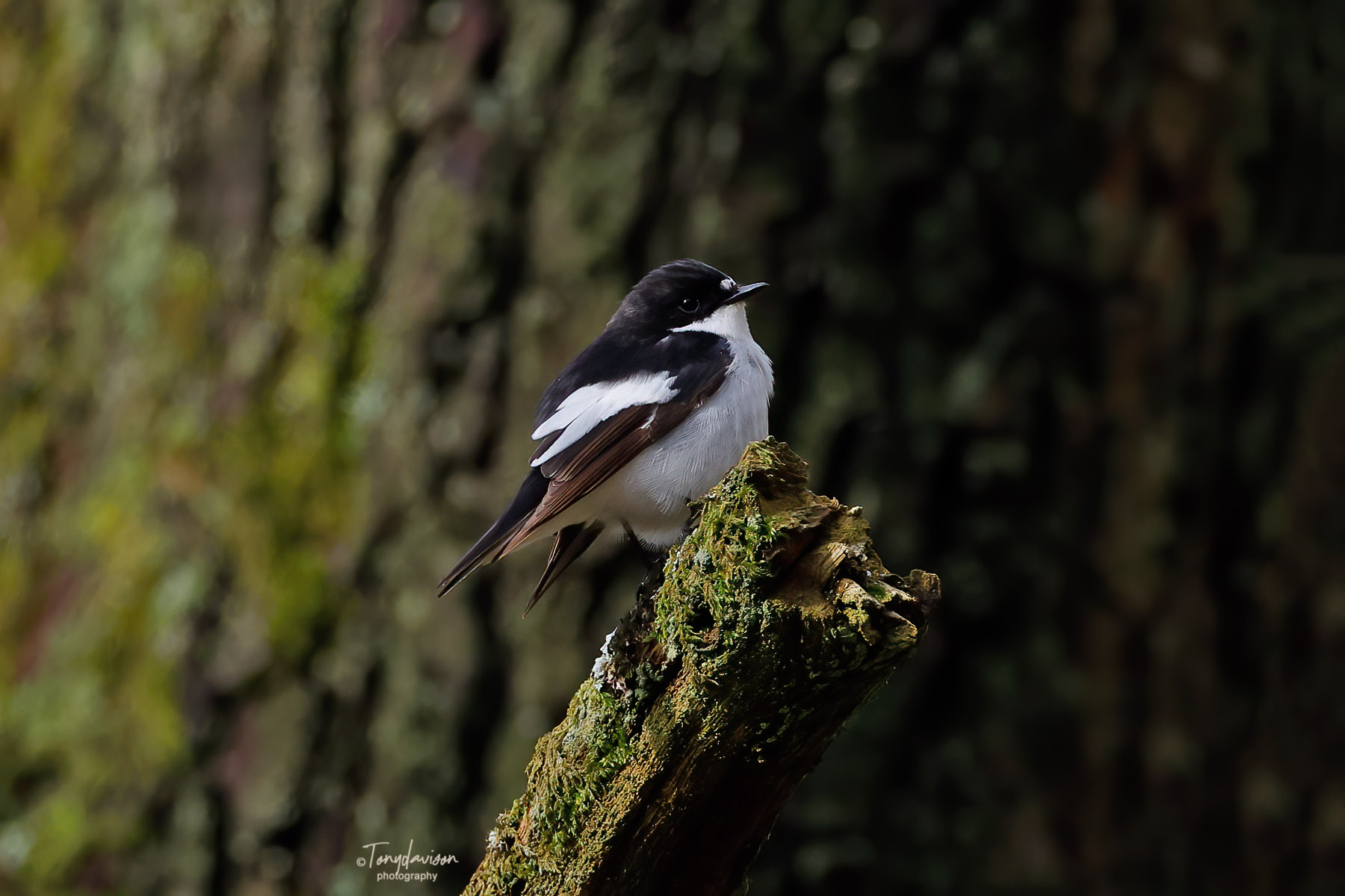 Pied Flycatcher in the Derbyshire Peak District