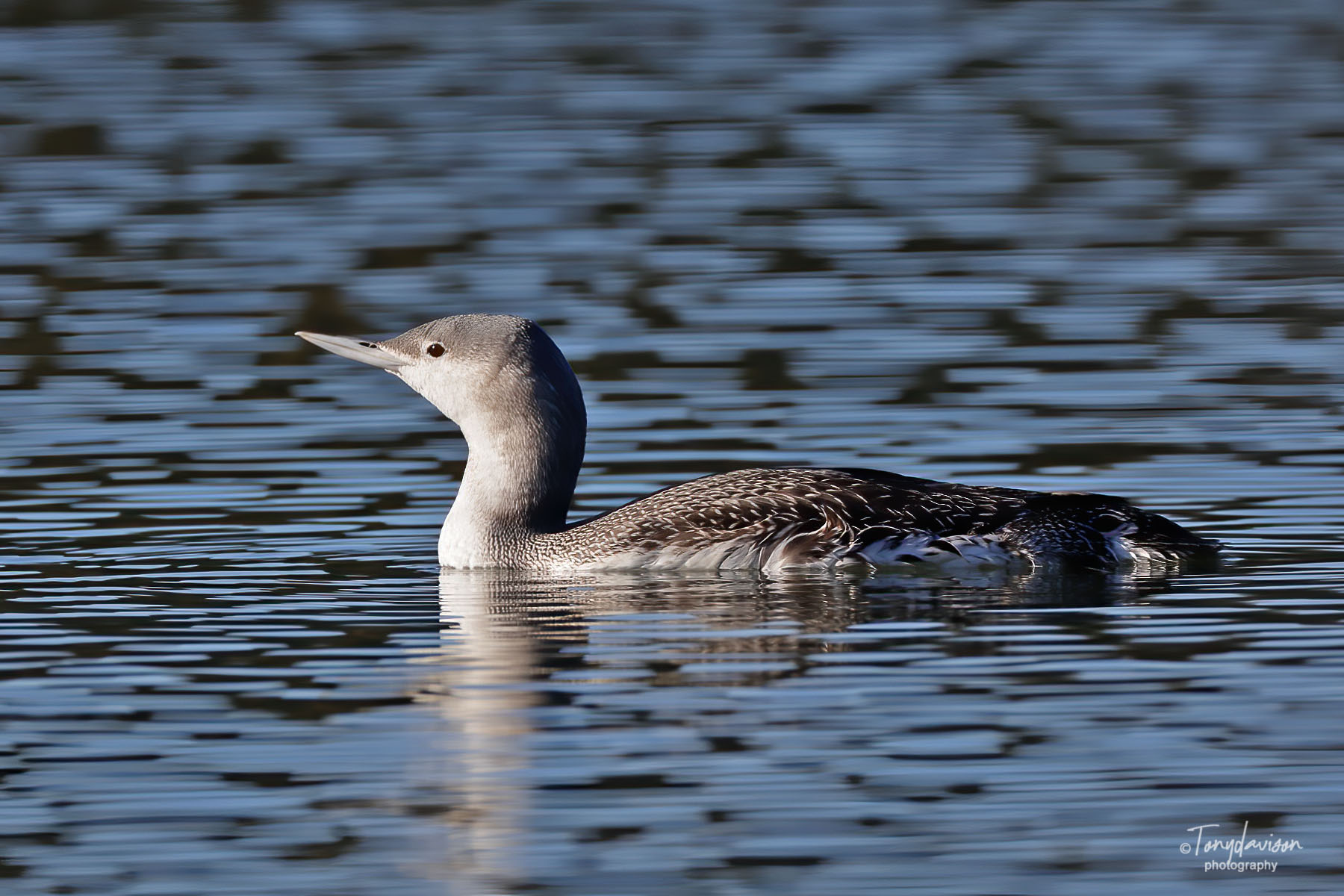 A Derbyshire Red-throated Diver